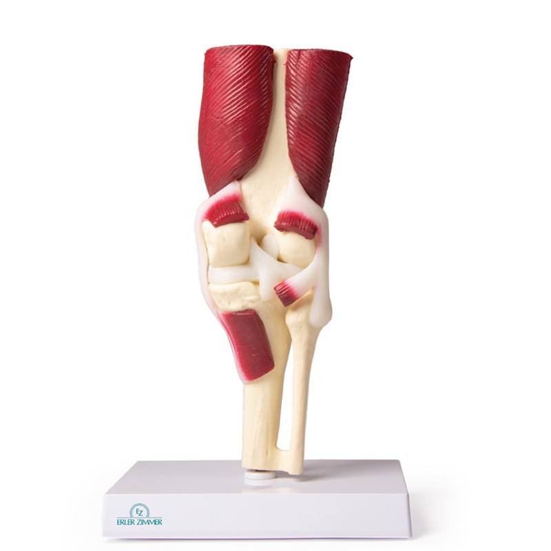 Knee Joint Model with Muscles | Health and Care